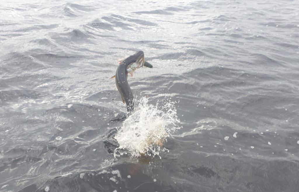 Predator Fishing IrelandUnbelievable Day of Fishing - Predator Fishing ...