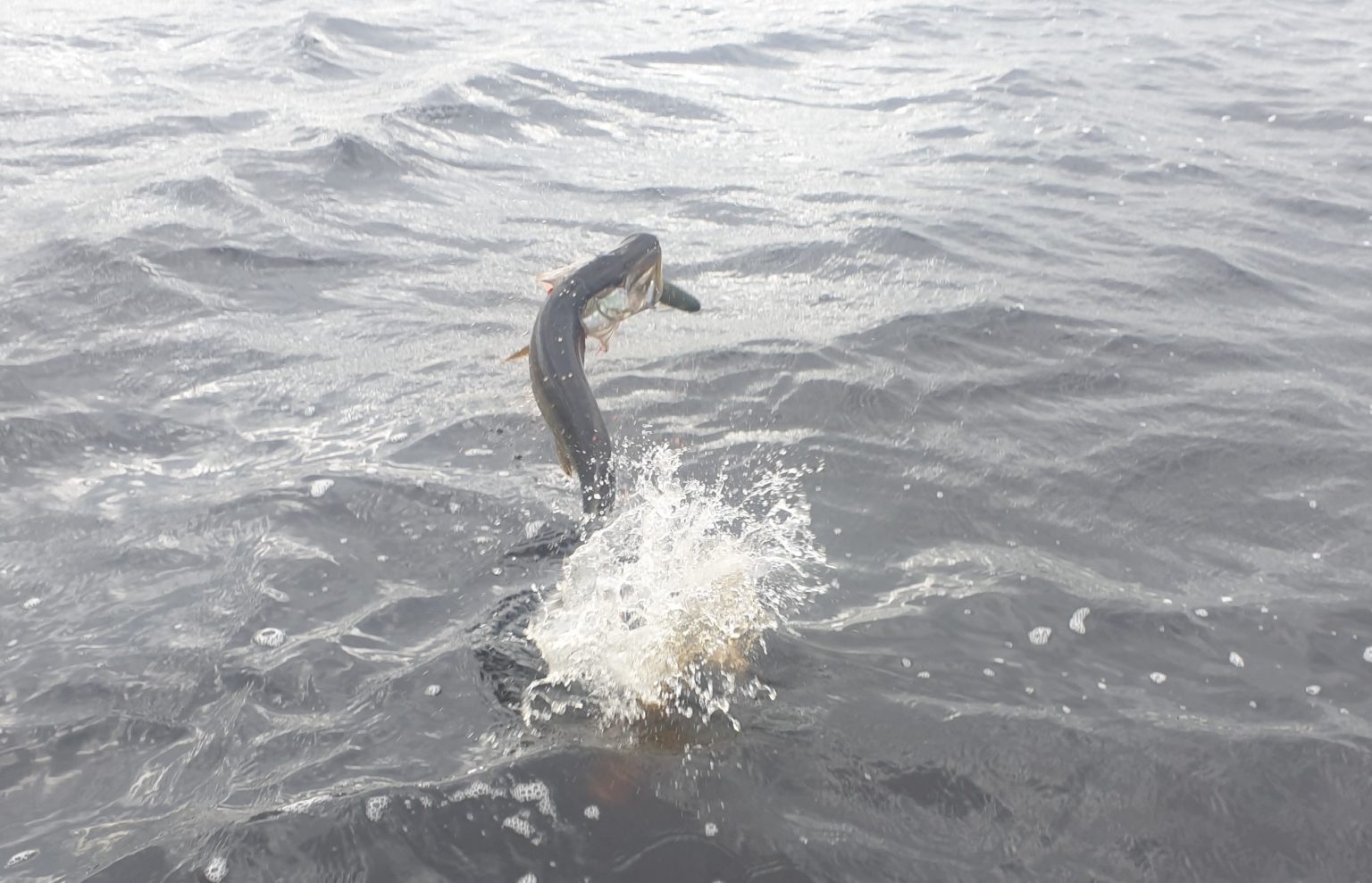 Predator Fishing IrelandUnbelievable Day of Fishing - Predator Fishing ...